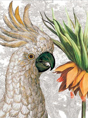 Plakat - Parrot fritillaria l VanillaFly